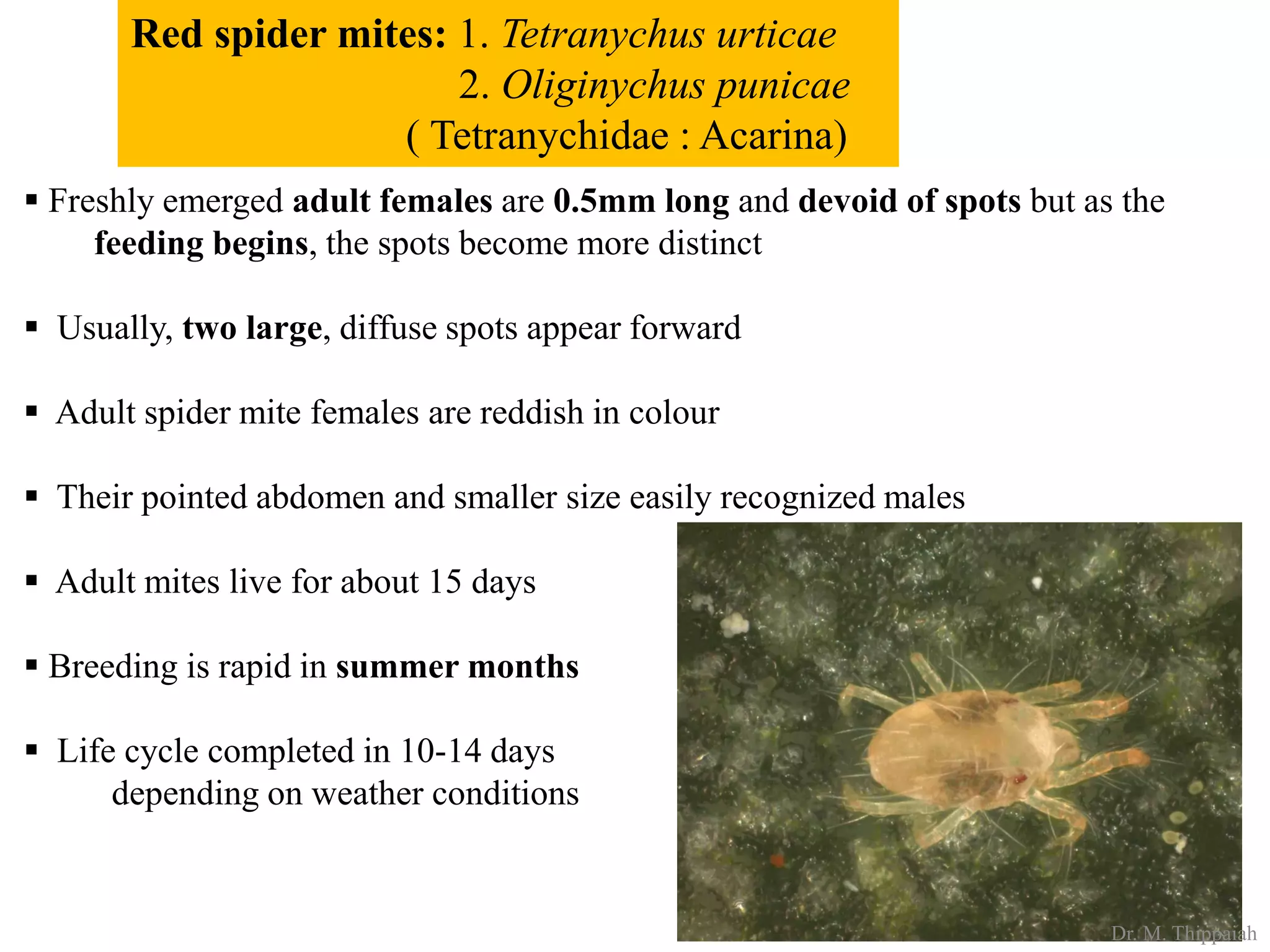 Insect pests of grapes | PDF