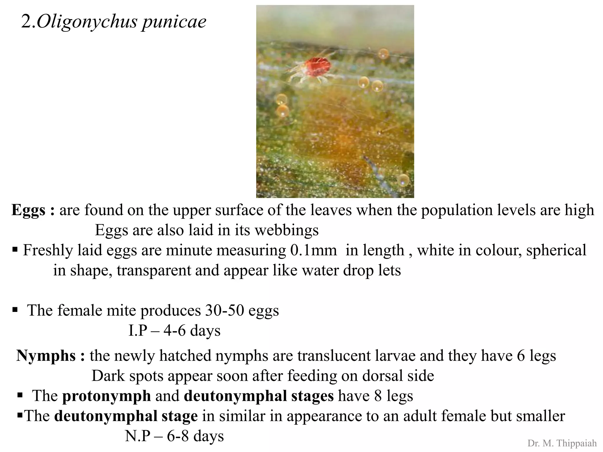 Insect pests of grapes | PDF