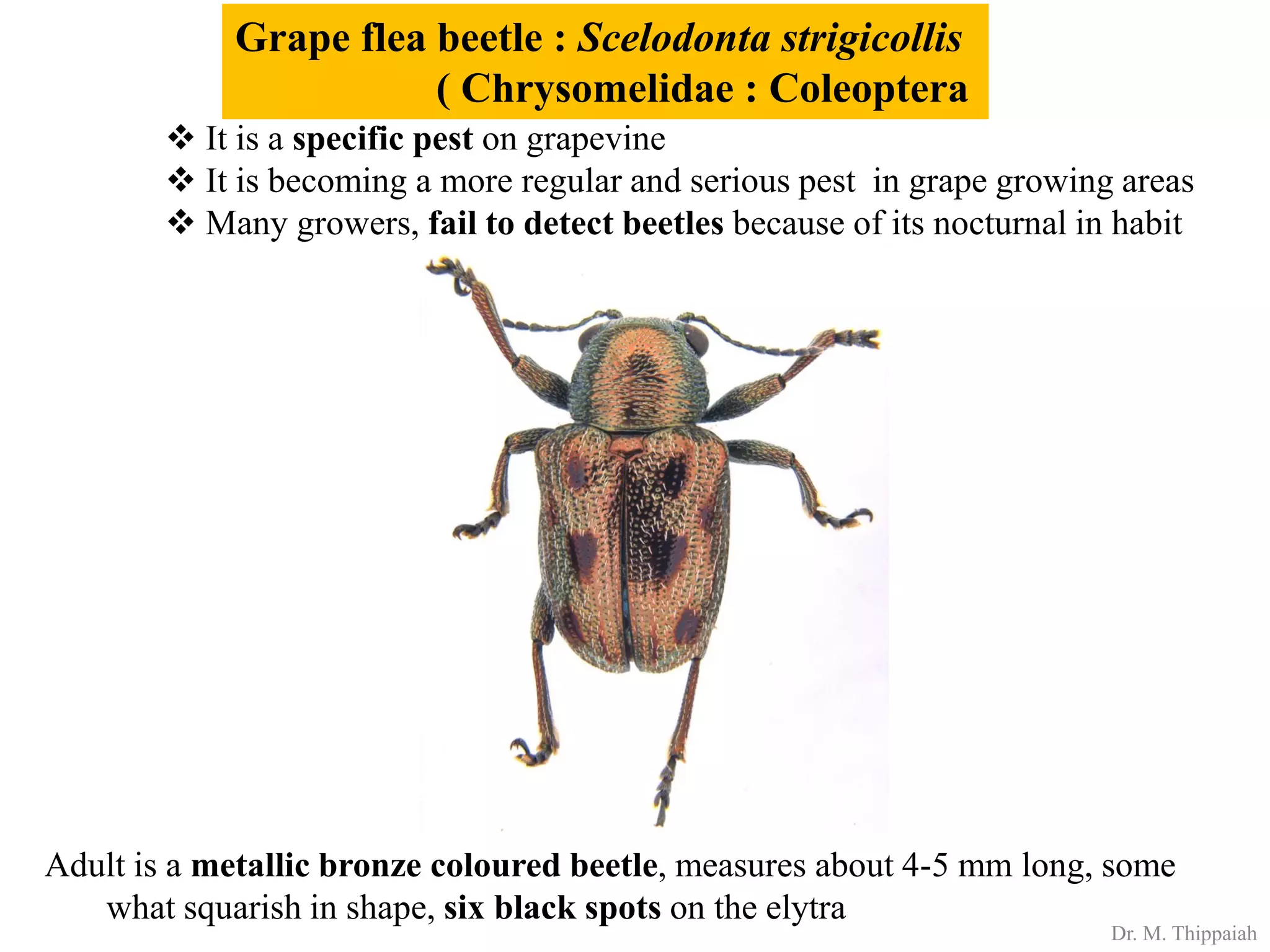 Insect pests of grapes | PDF