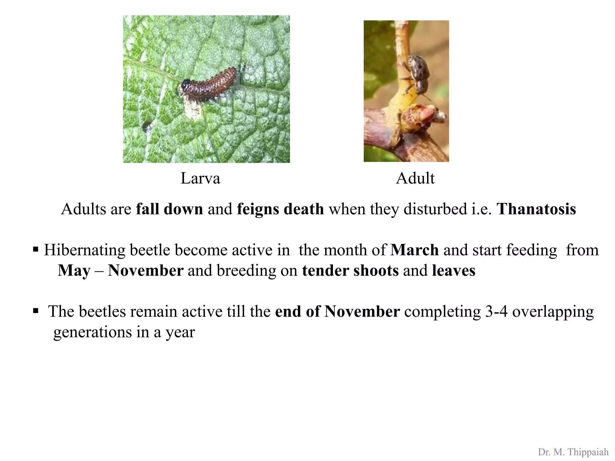 Insect pests of grapes | PDF