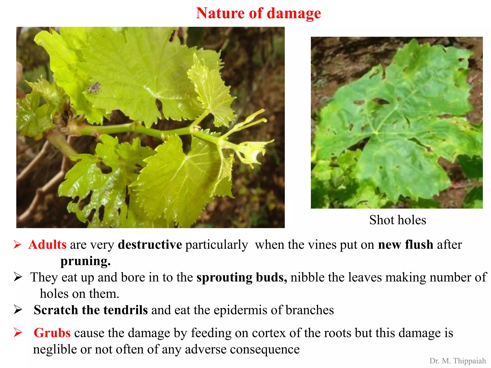 Insect pests of grapes | PDF