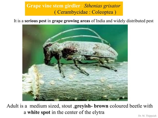 Insect pests of grapes | PDF