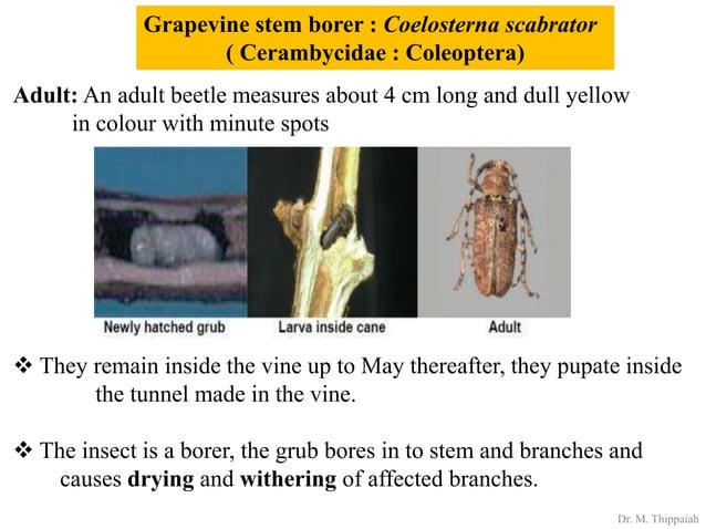 Insect pests of grapes | PDF