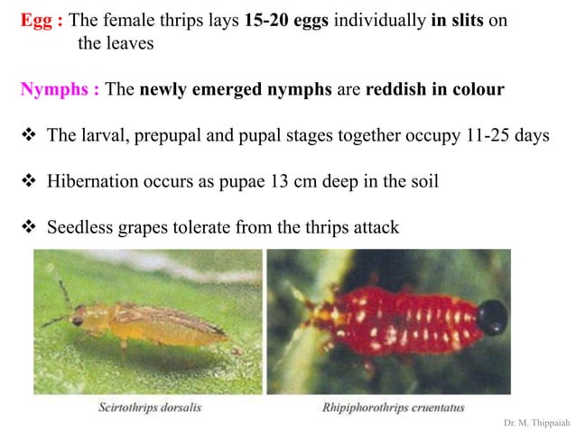 Insect pests of grapes | PDF