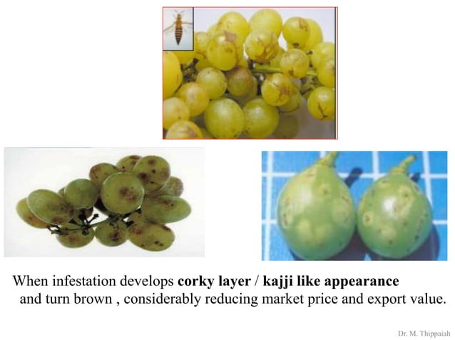 Insect pests of grapes | PDF