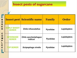 insect pests of grasses family crops.pptx