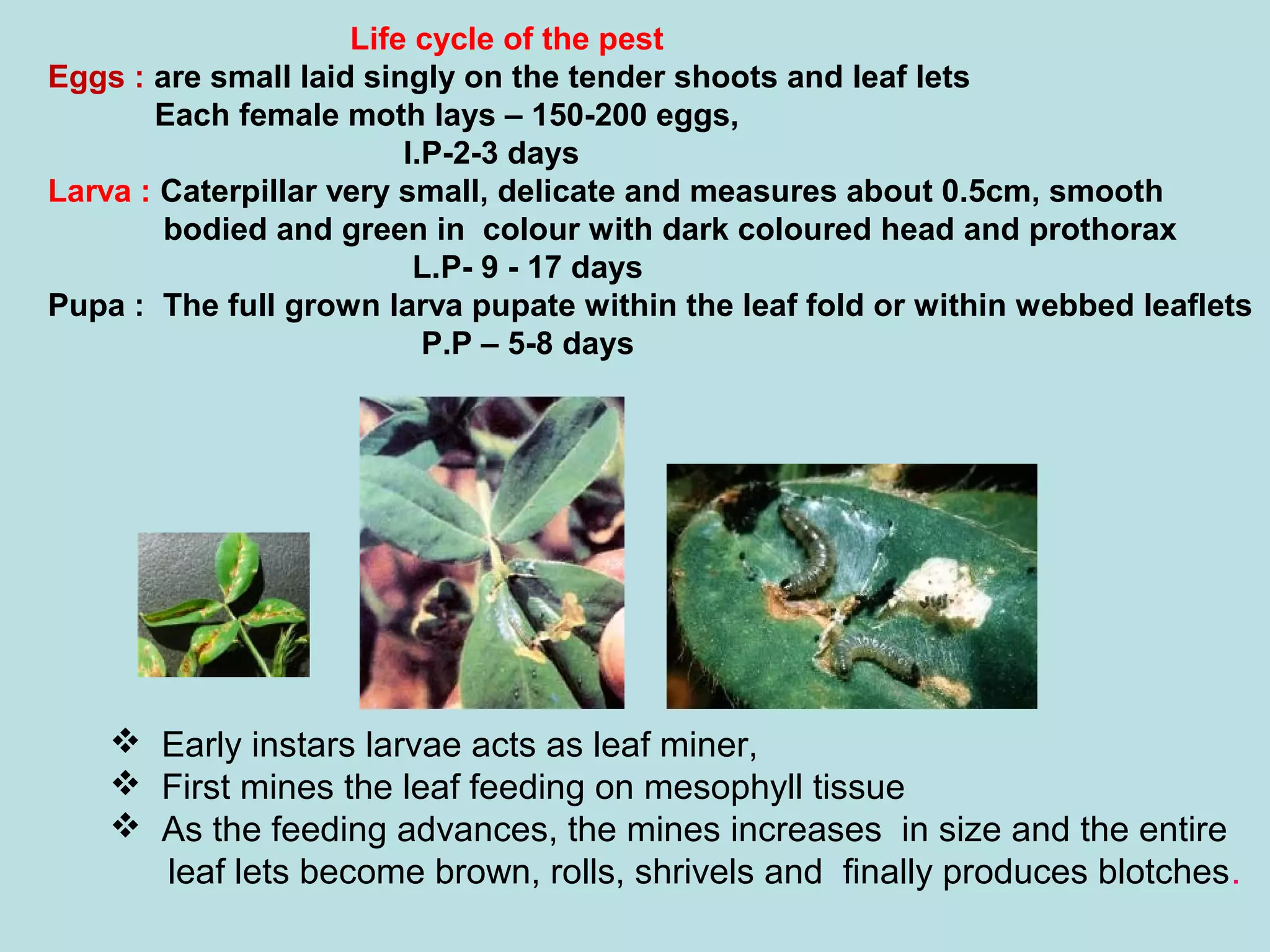 Insect pests of ground nut | PPT
