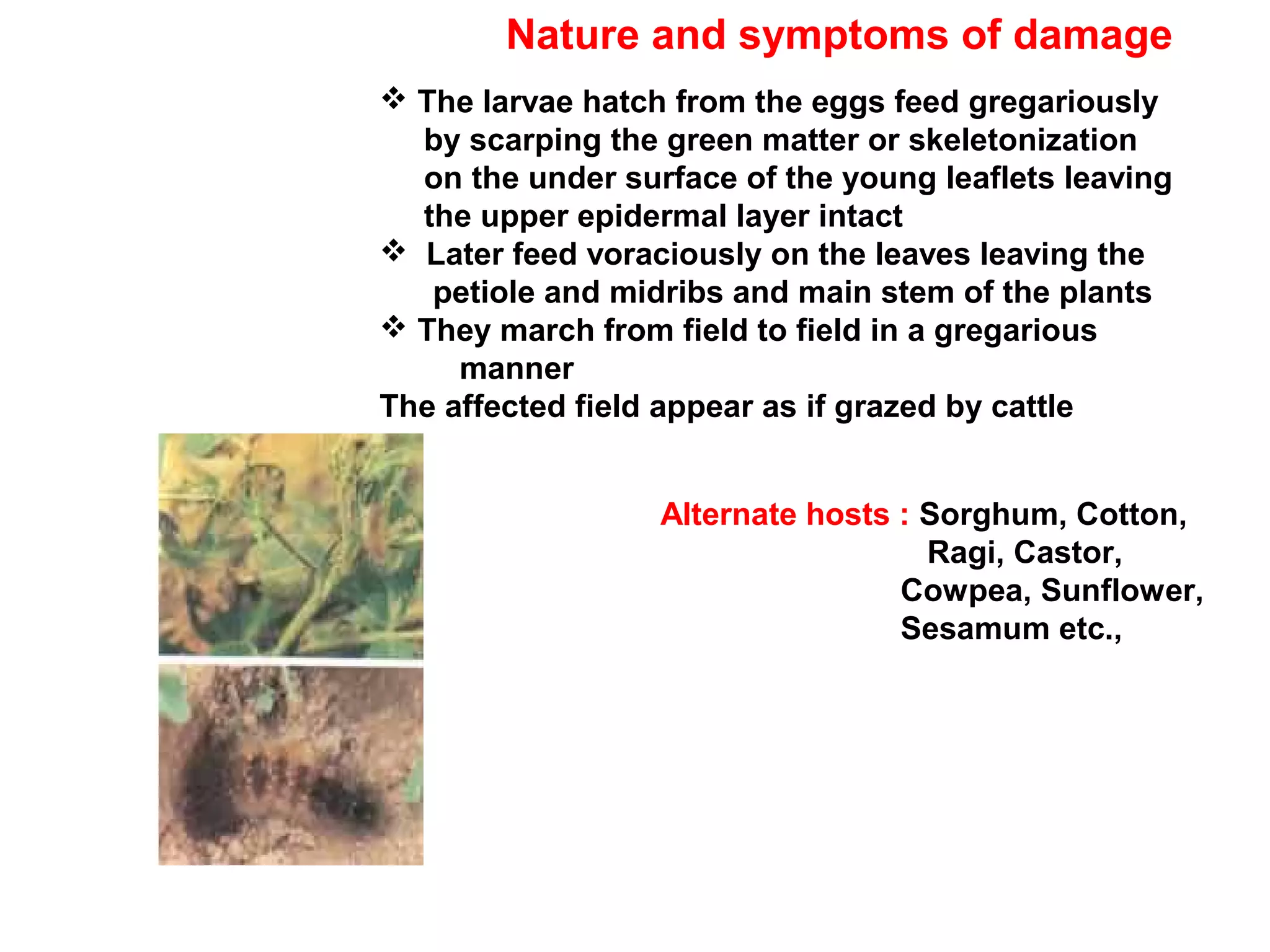 Insect pests of ground nut | PPT