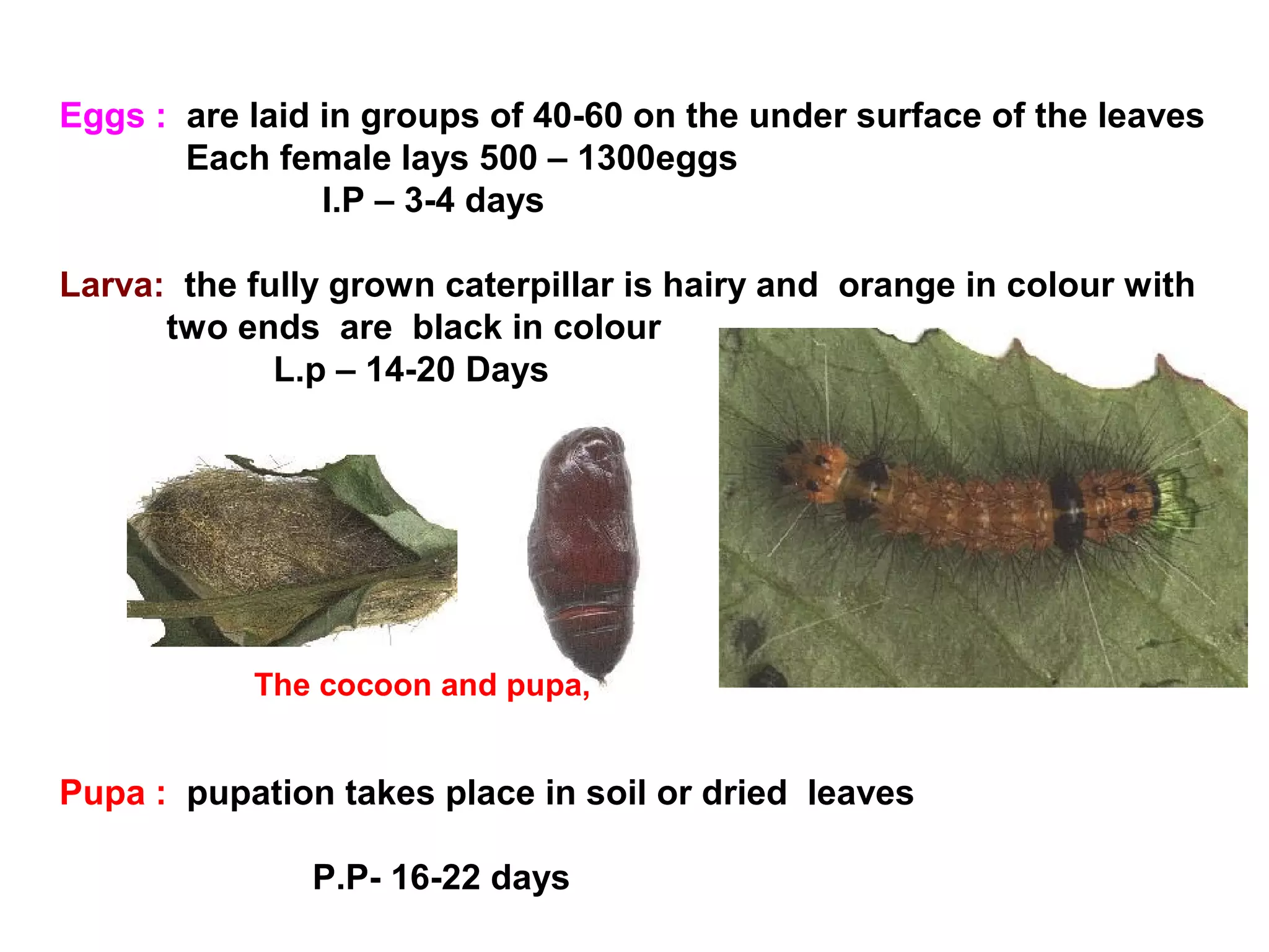 Insect pests of ground nut | PPT