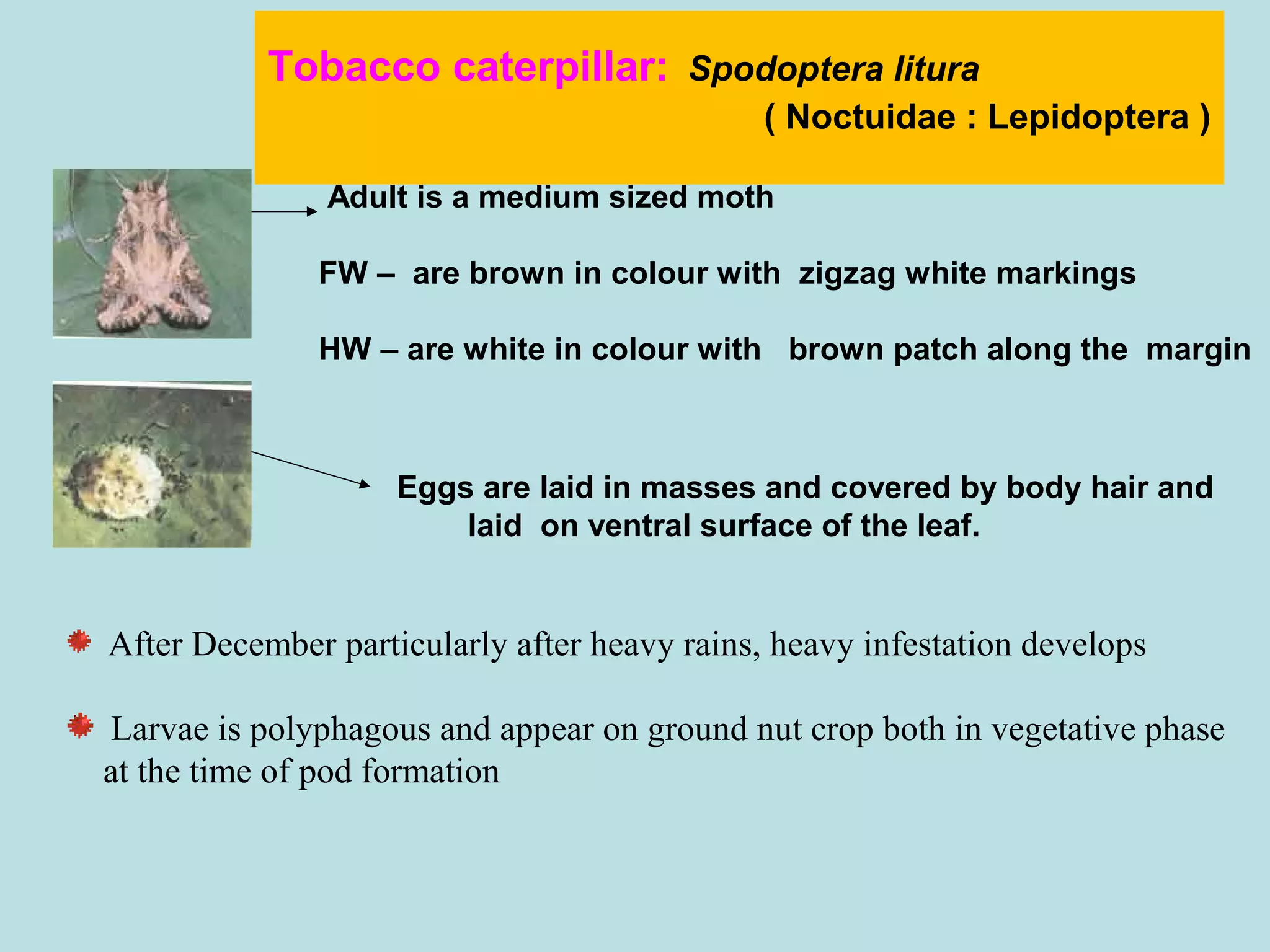 Insect pests of ground nut | PPT