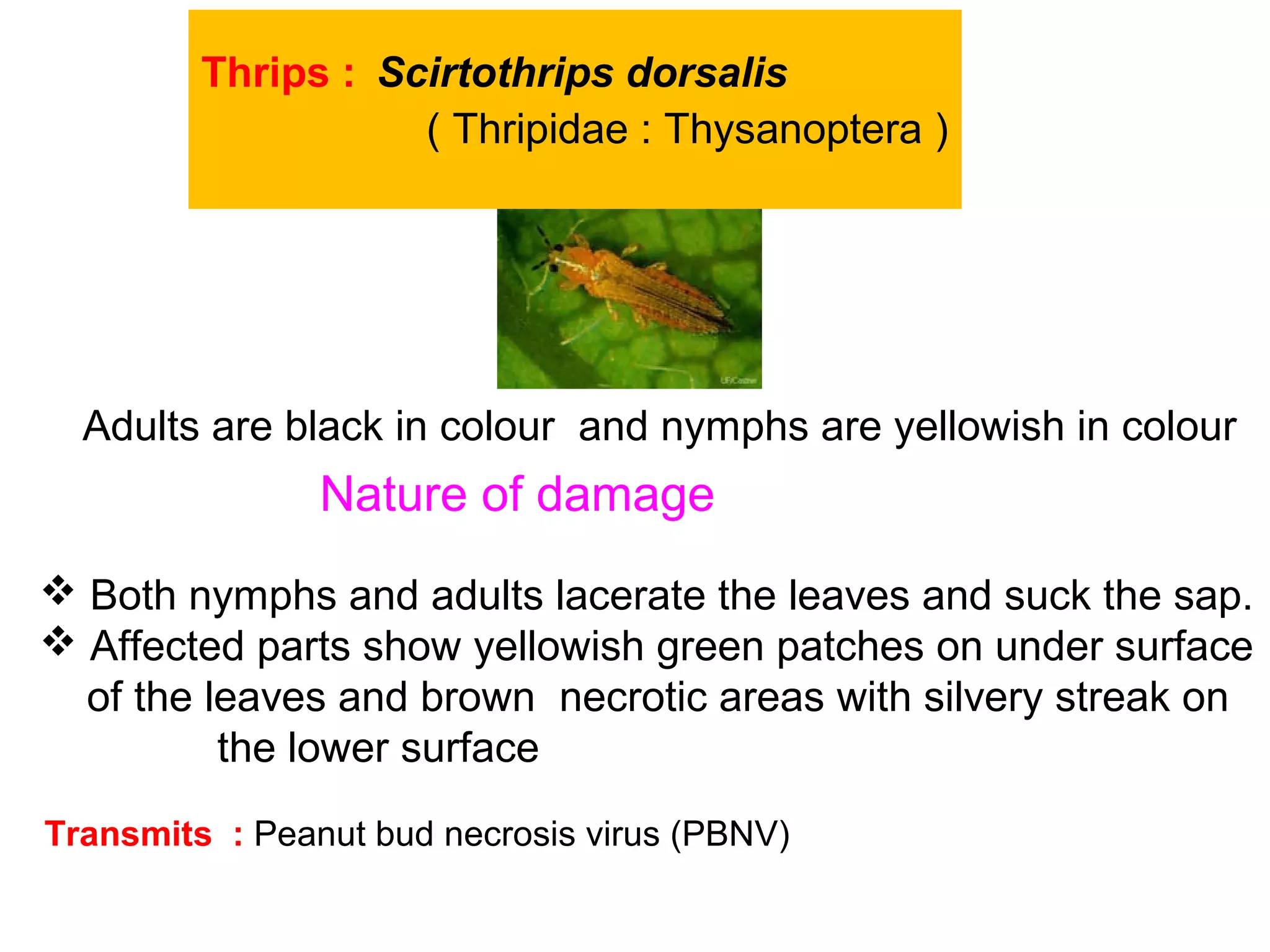 Insect pests of ground nut | PPT