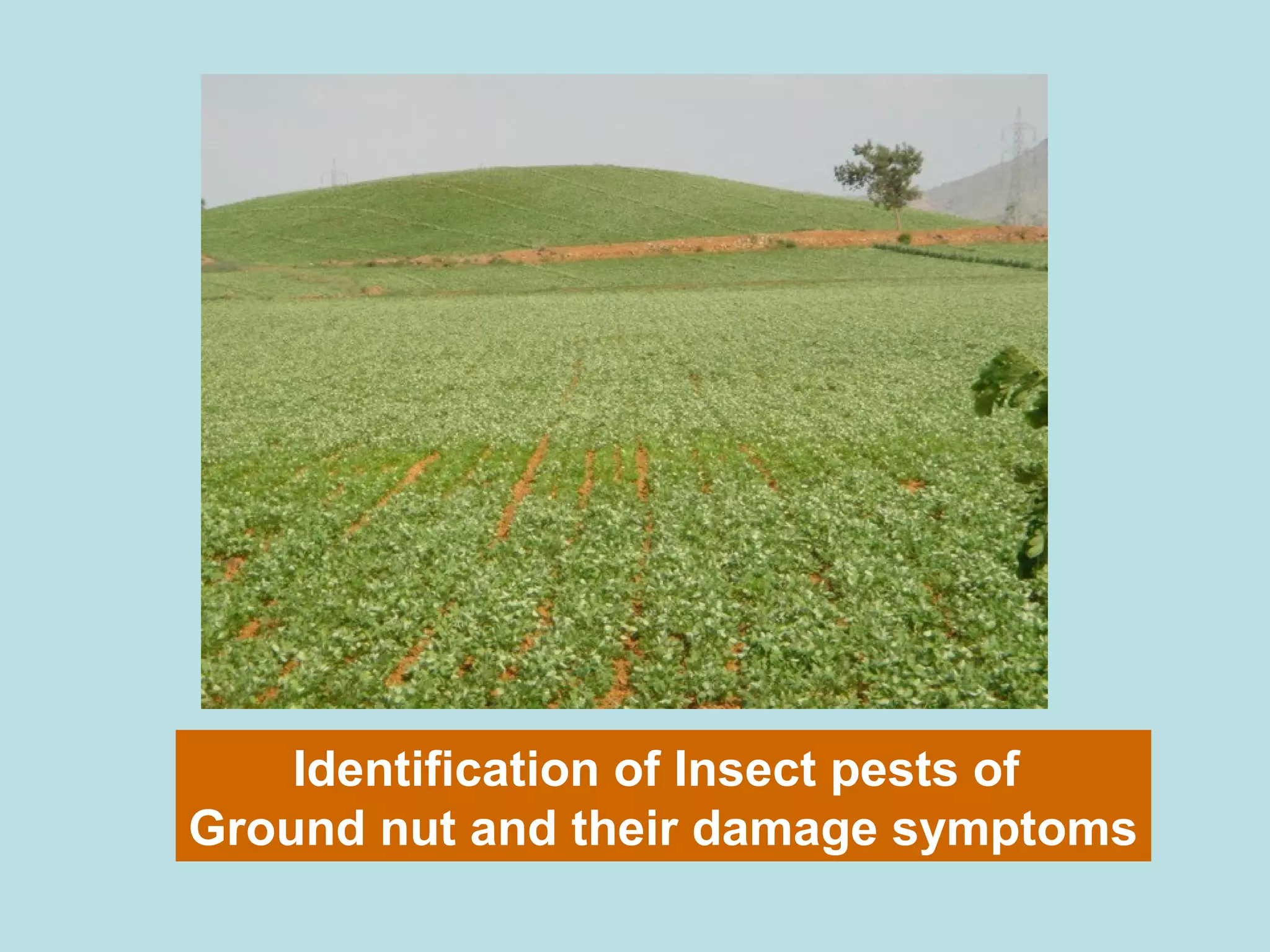 Insect pests of ground nut | PPT
