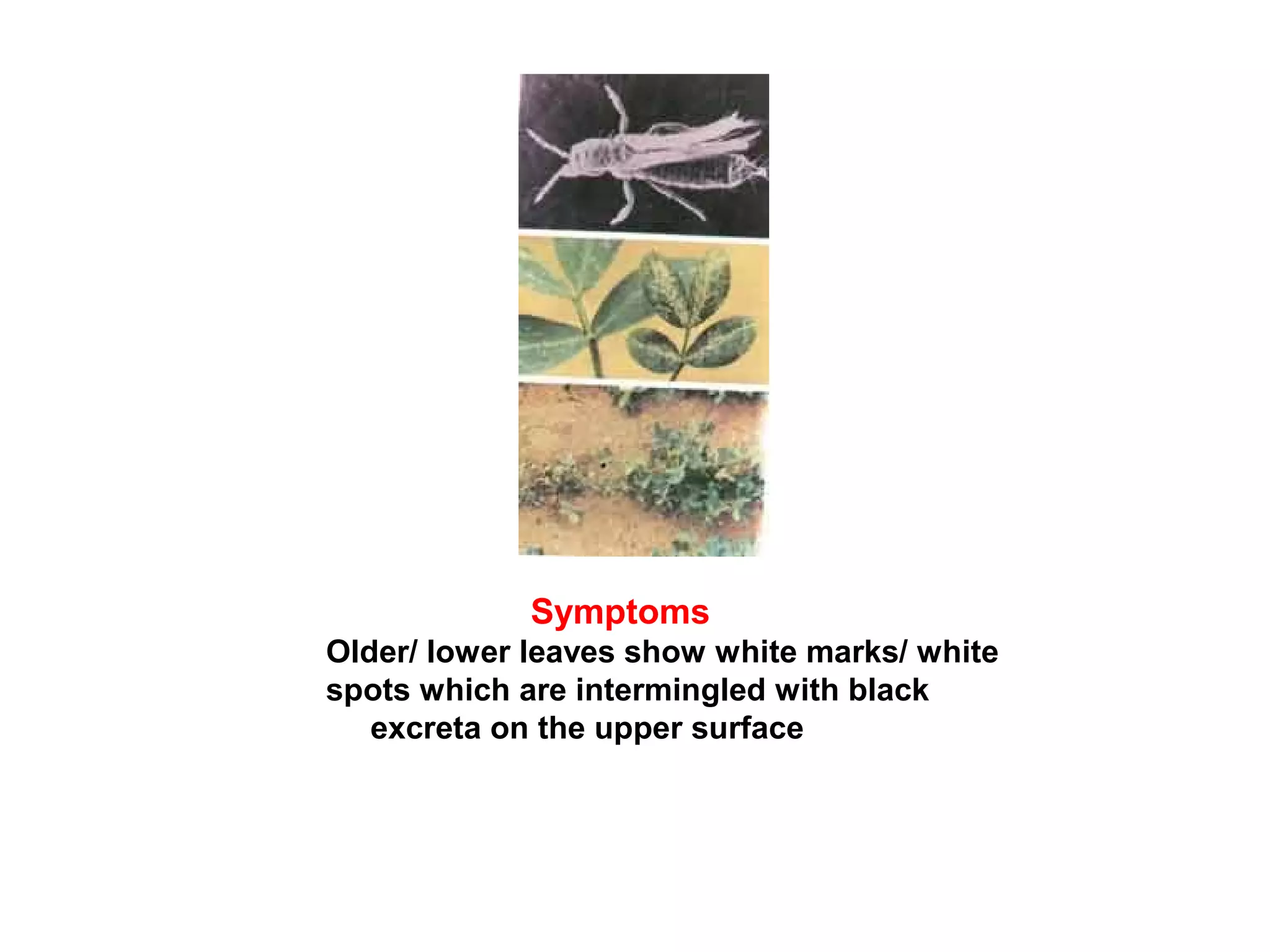 Insect pests of ground nut | PPT