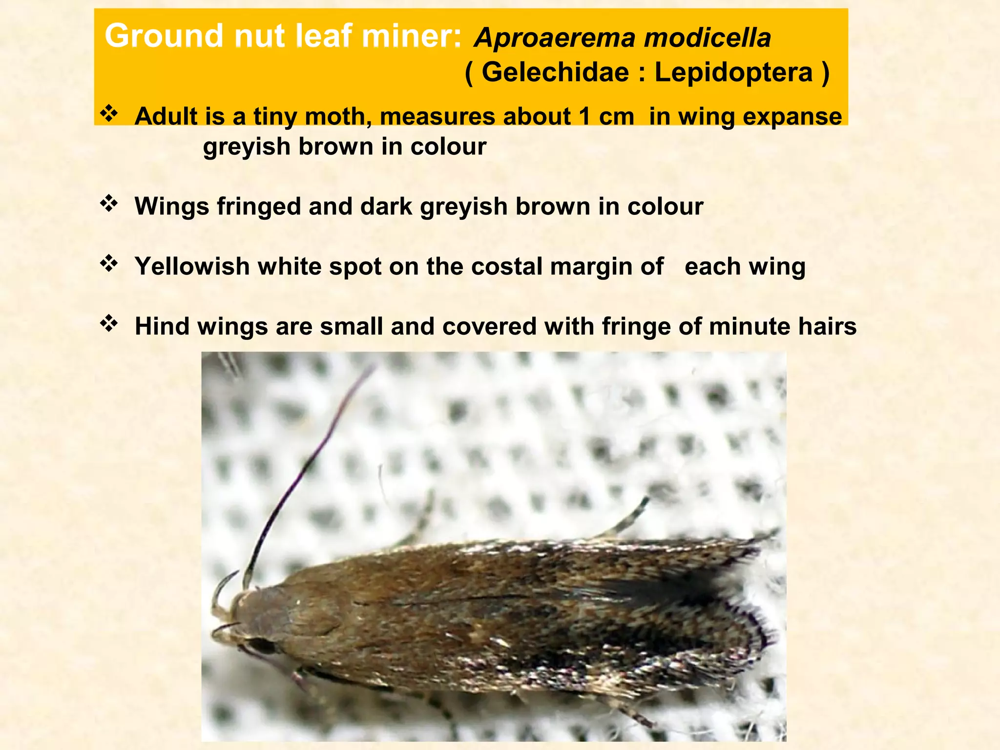 Insect pests of ground nut | PPT