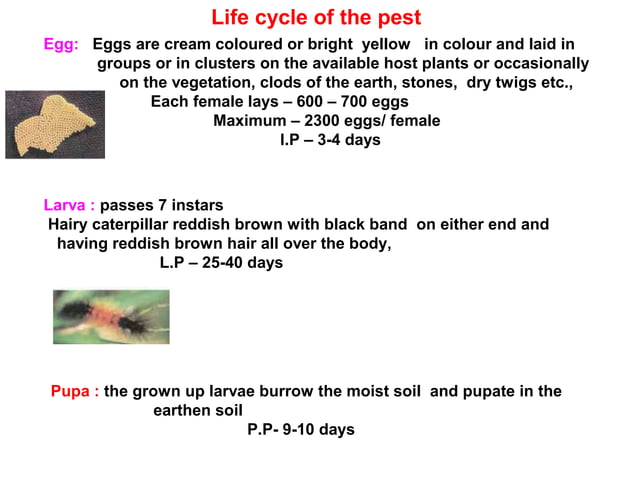 Insect pests of ground nut | PPT | Beekeeping | Hobbies & Interests