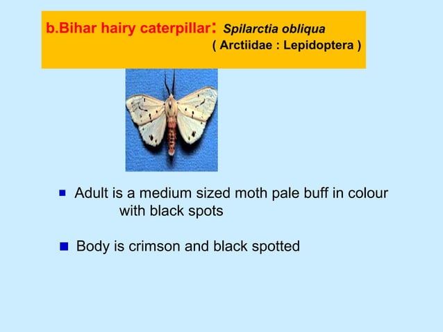 Insect pests of ground nut | PPT | Beekeeping | Hobbies & Interests