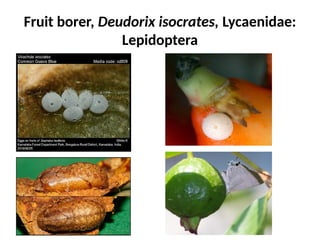 Insect Pests Of Guava And Their Pest Management PPTX Insect Pests Of Guava And Their Pest Management PPTX