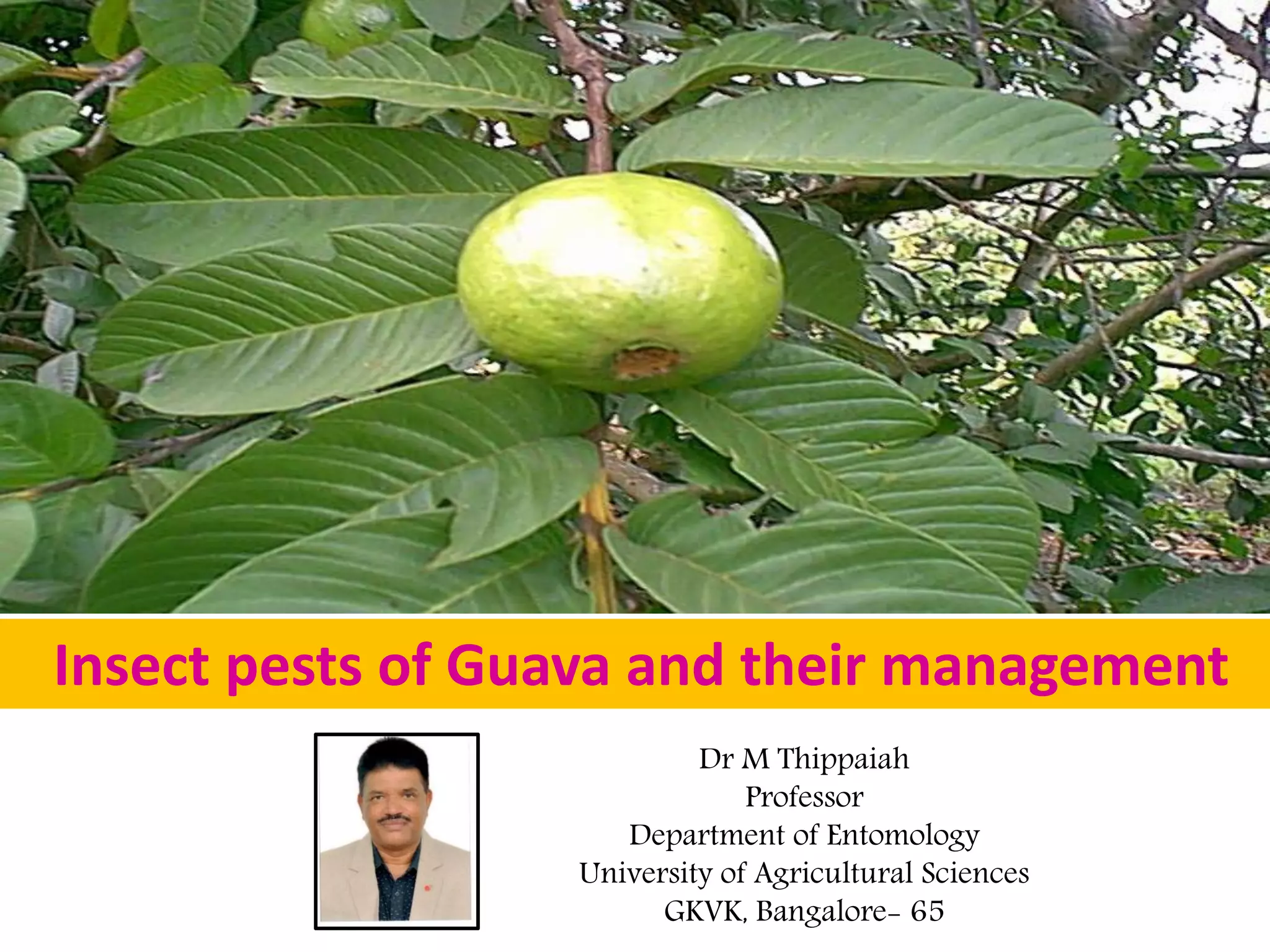 Insect pests of guava and control | PDF