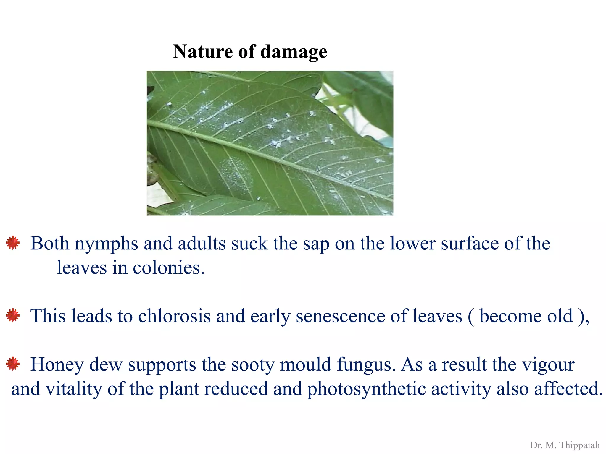 Insect pests of guava and control | PDF