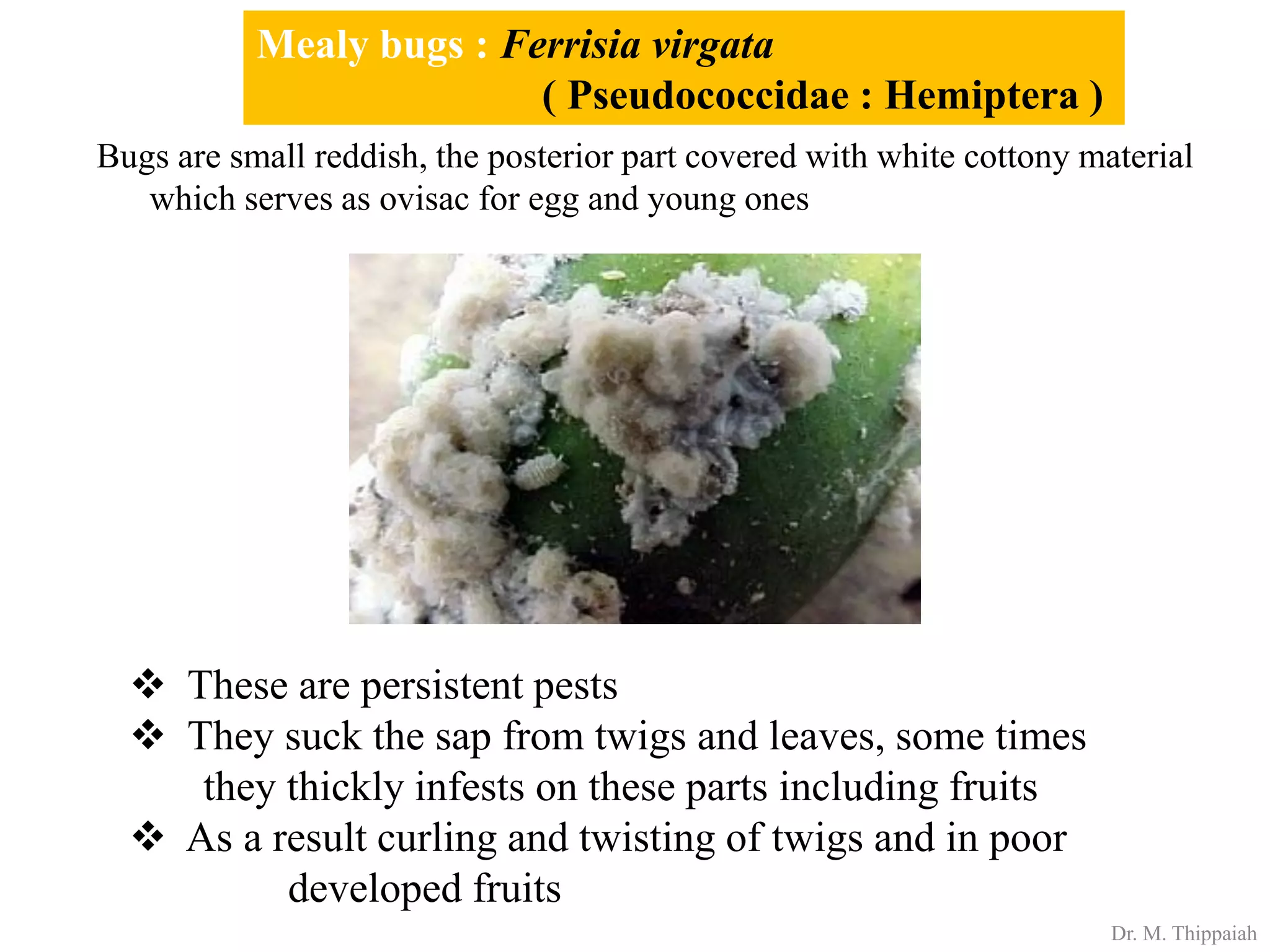 Insect pests of guava and control | PDF