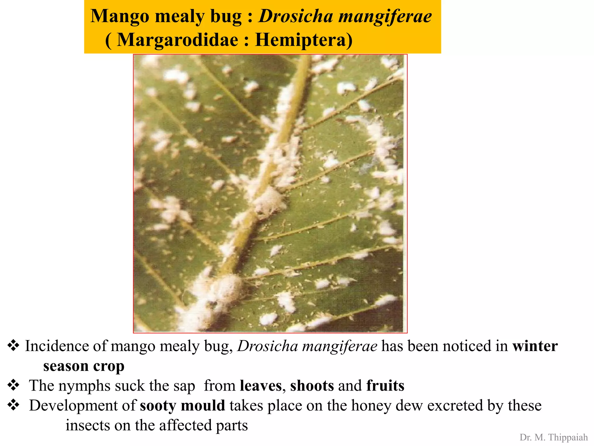 Insect pests of guava and control | PDF