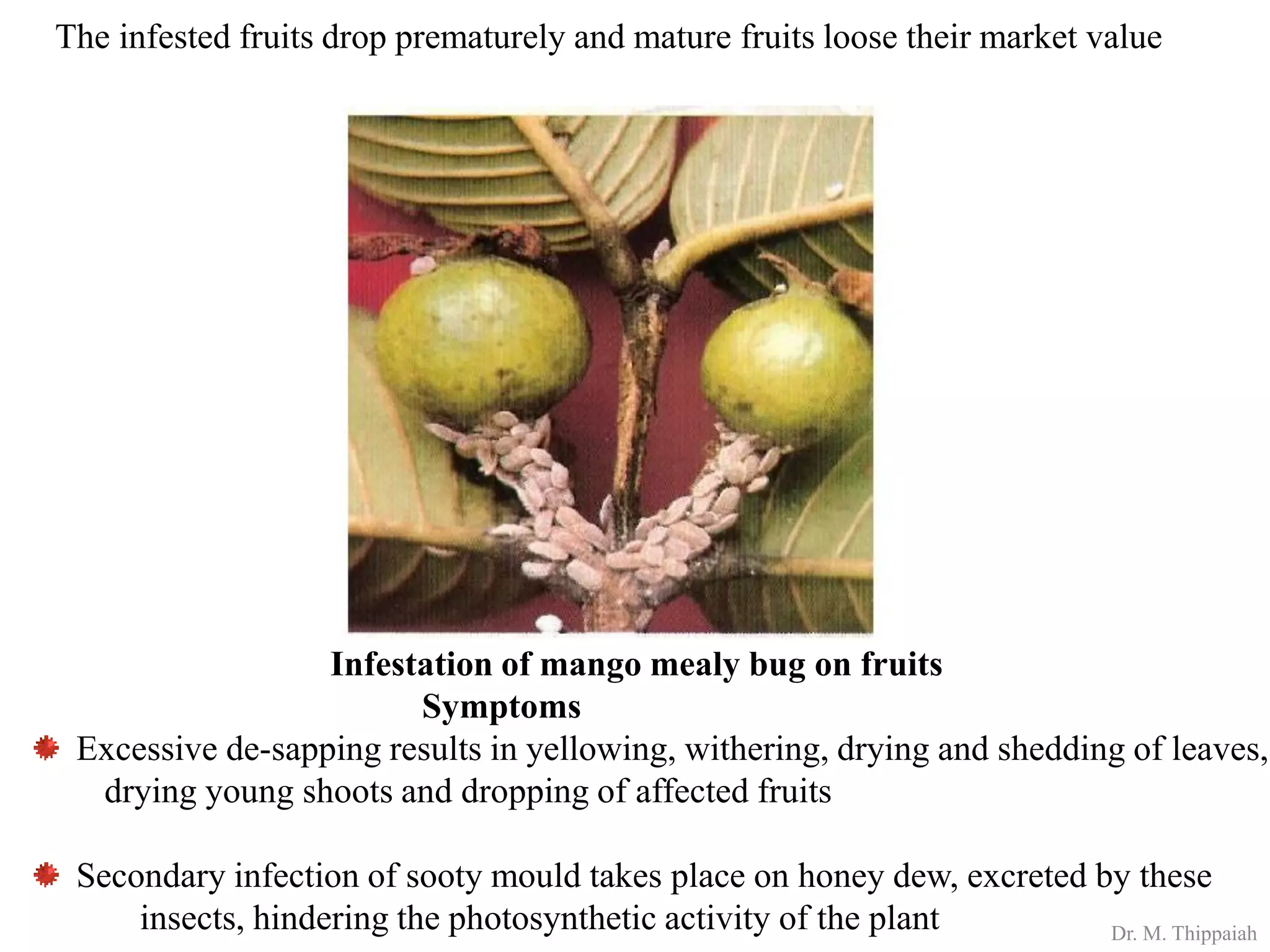 Insect pests of guava and control | PDF