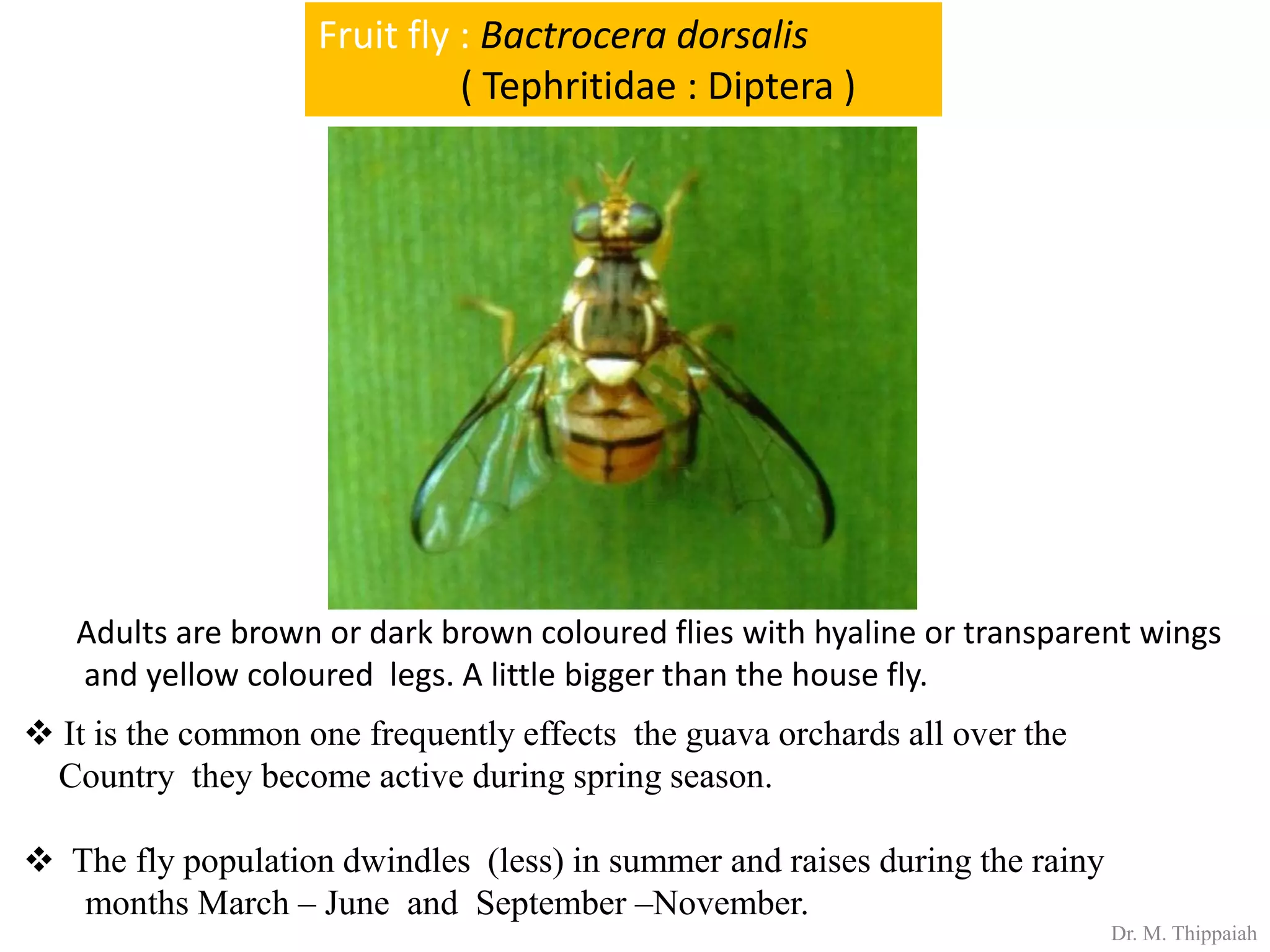 Insect pests of guava and control | PDF
