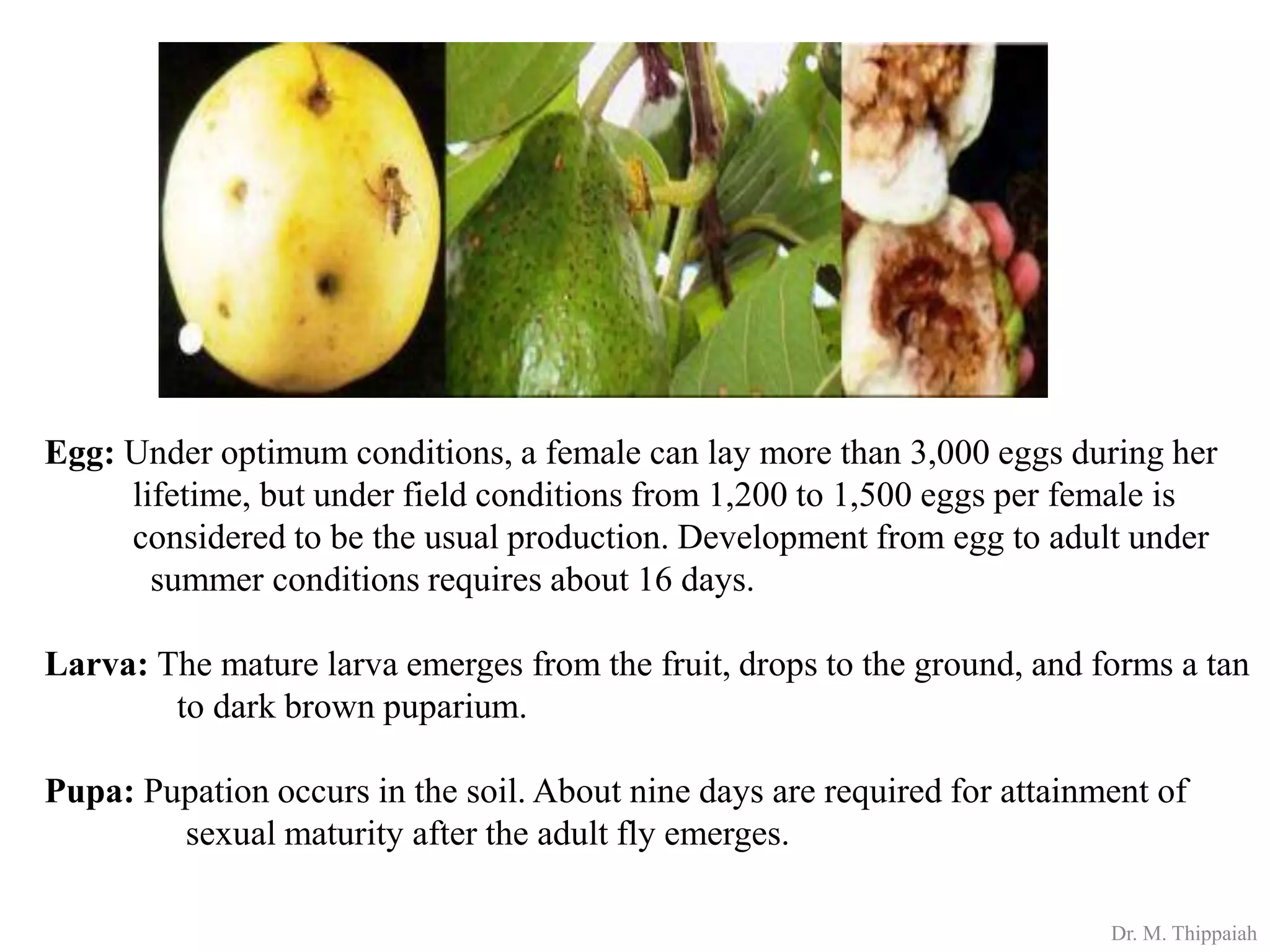 Insect pests of guava and control | PDF