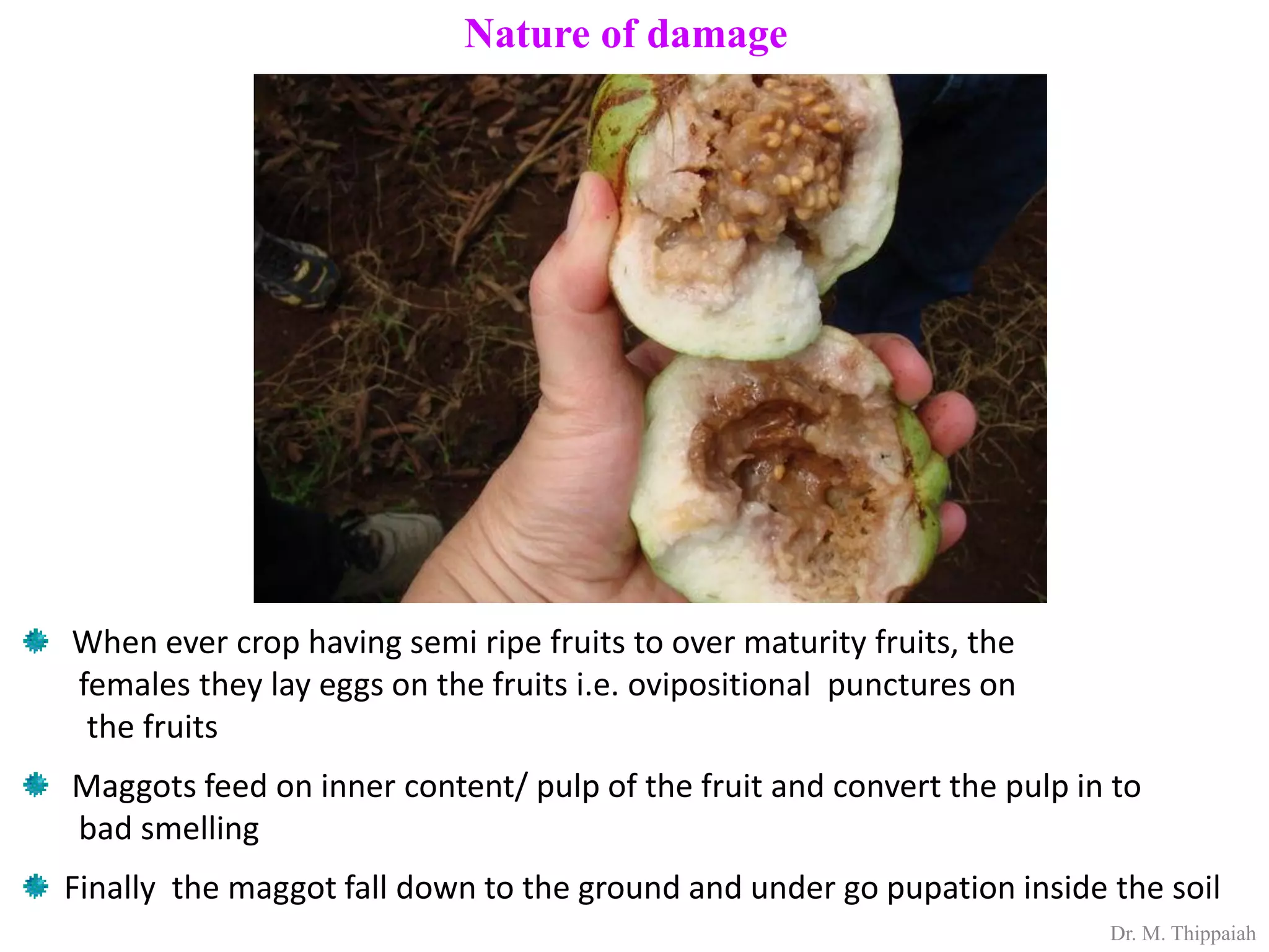 Insect pests of guava and control | PDF