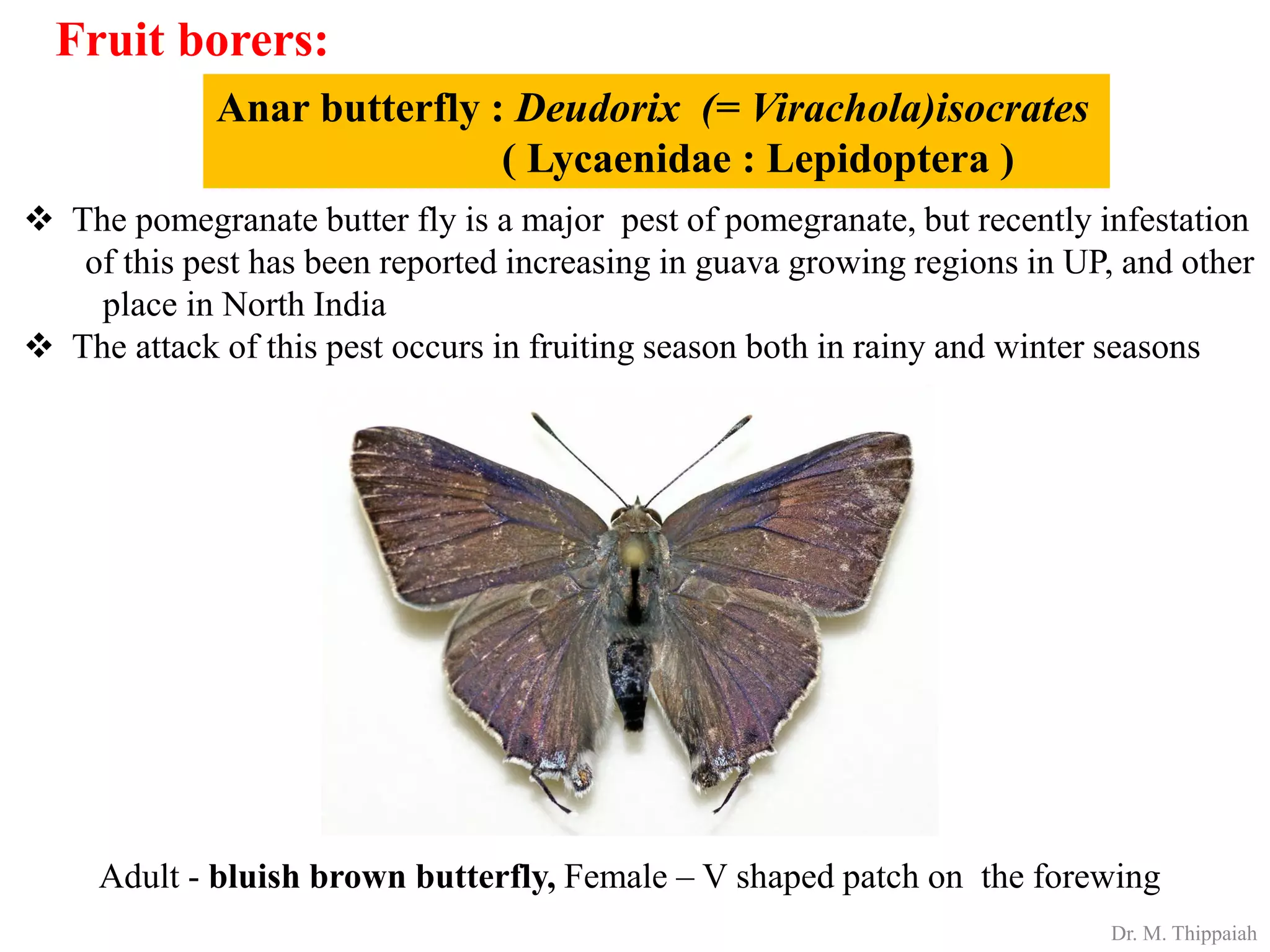 Insect pests of guava and control | PDF