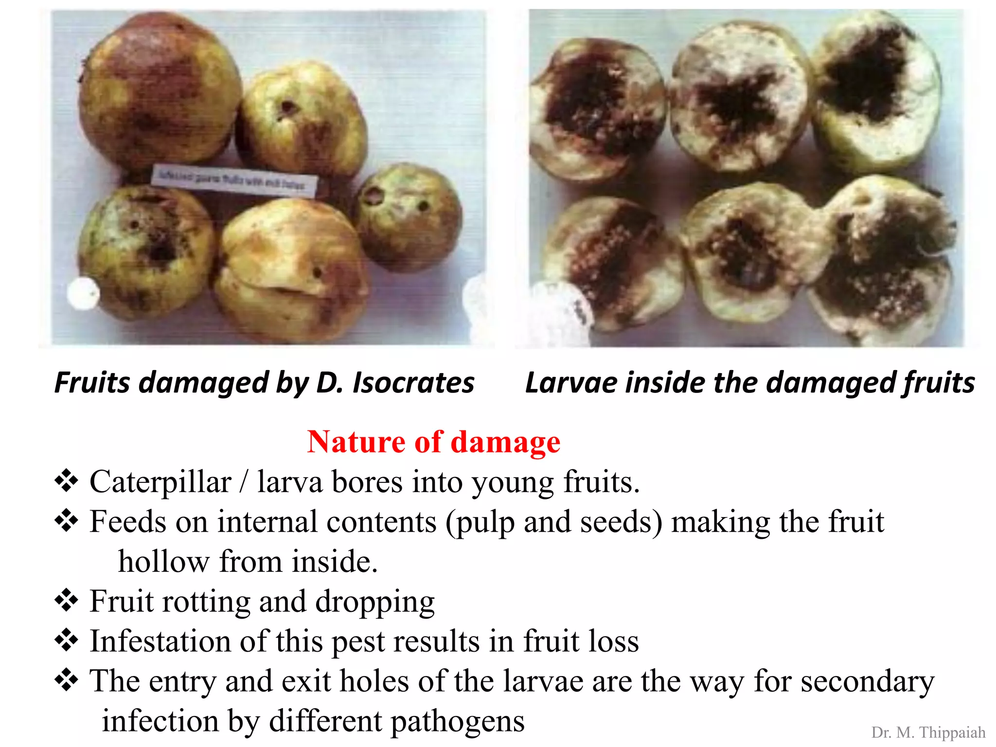Insect pests of guava and control | PDF