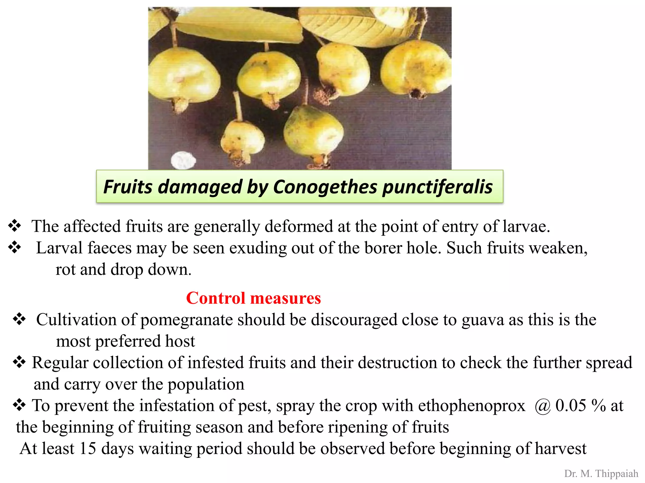 Insect pests of guava and control | PDF