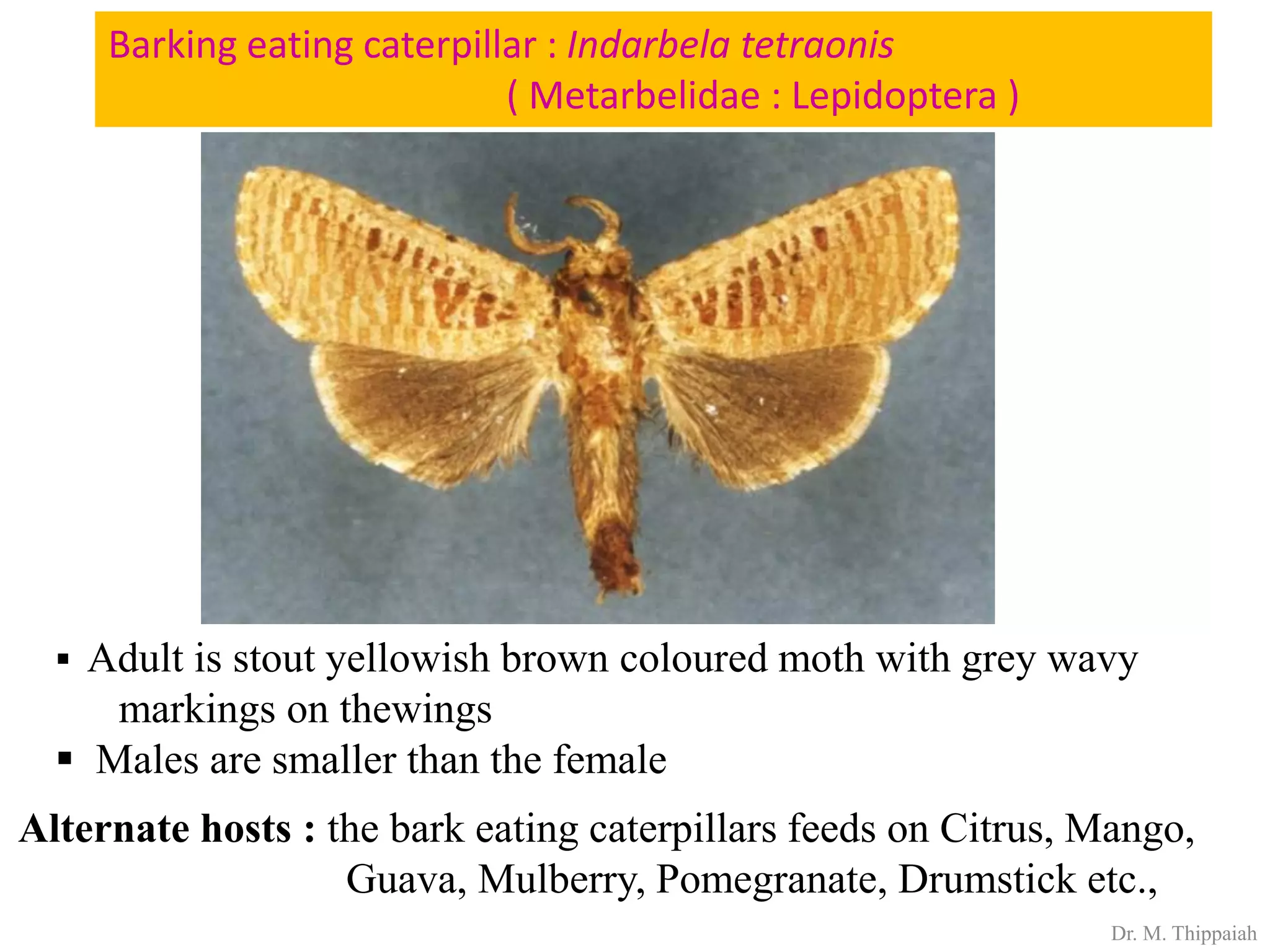 Insect pests of guava and control | PDF