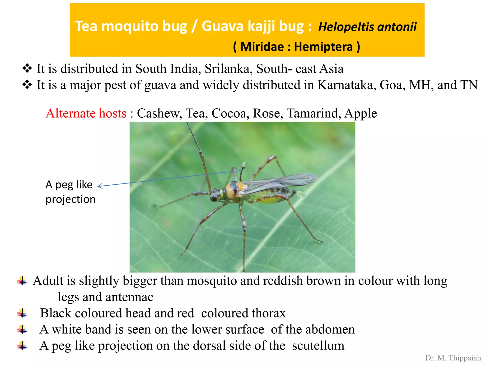 Insect pests of guava and control | PDF