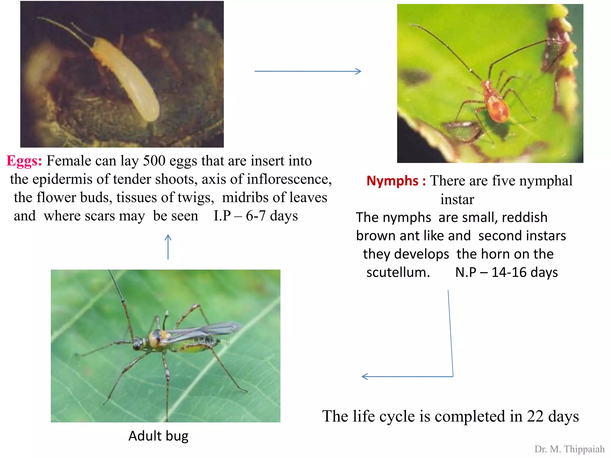Insect pests of guava and control | PDF
