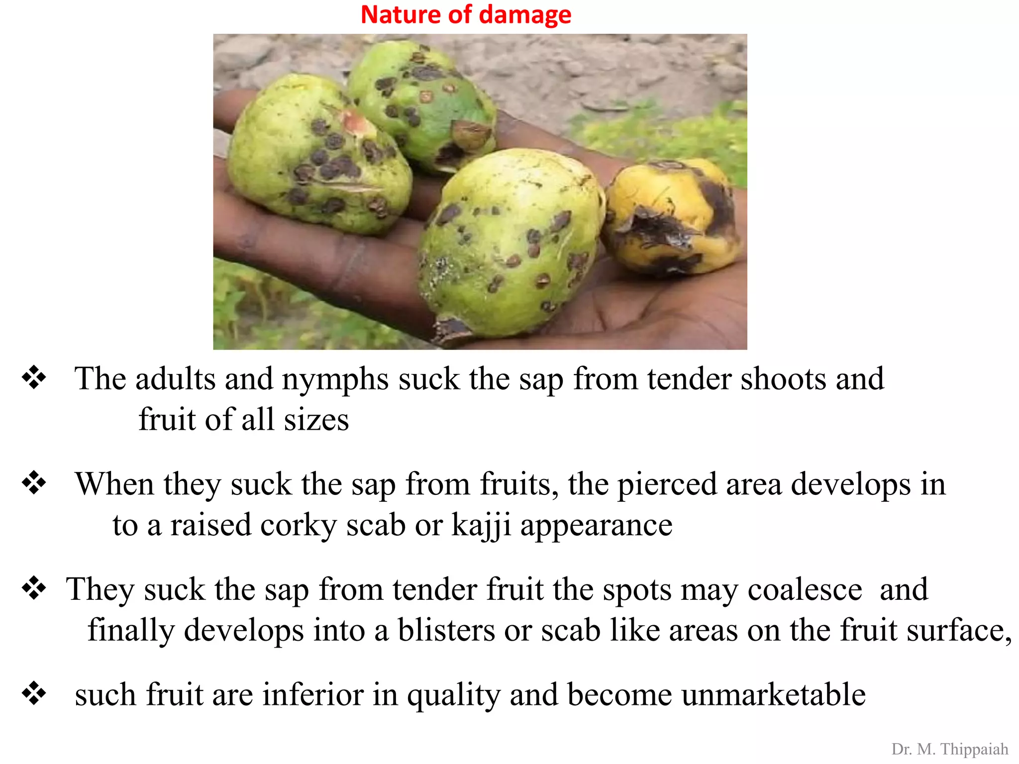 Insect pests of guava and control | PDF