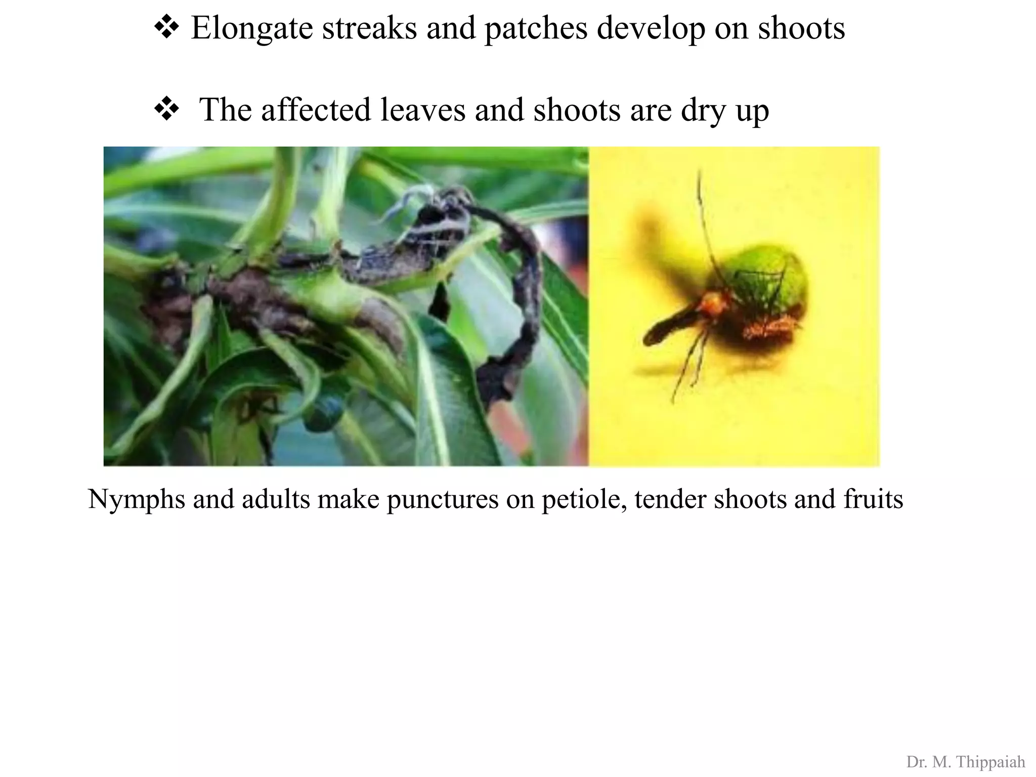 Insect pests of guava and control | PDF