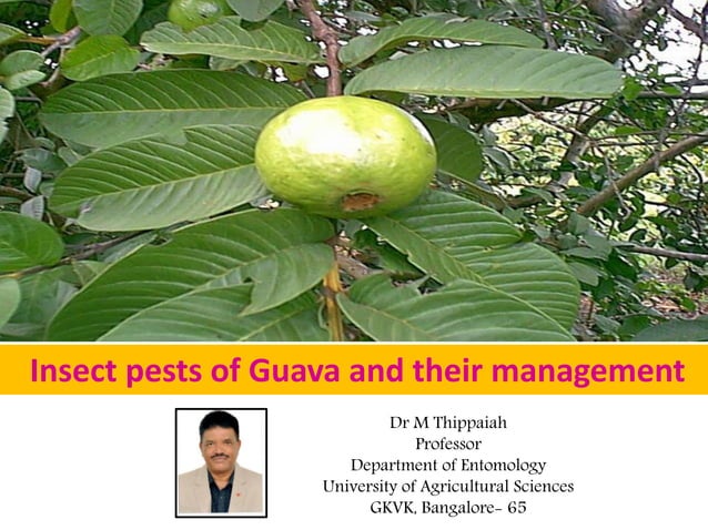 Insect pests of guava and control | PDF
