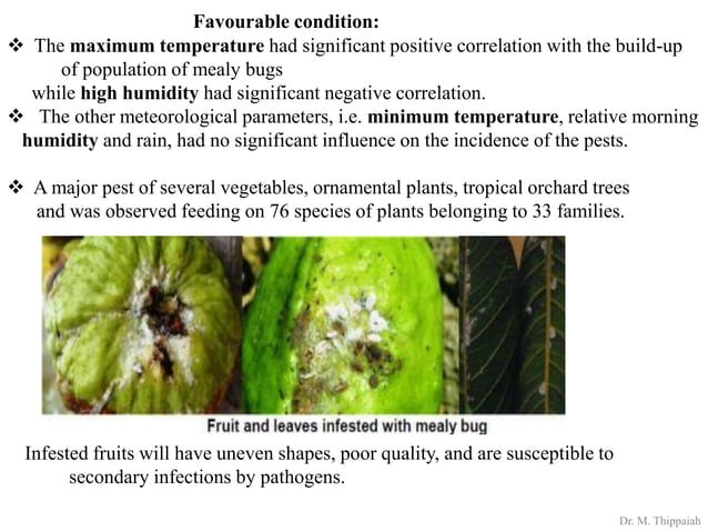 Insect pests of guava and control | PDF