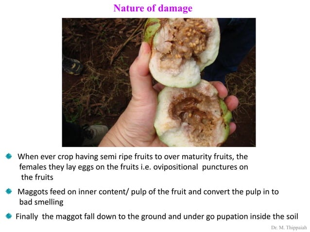 Insect pests of guava and control | PDF