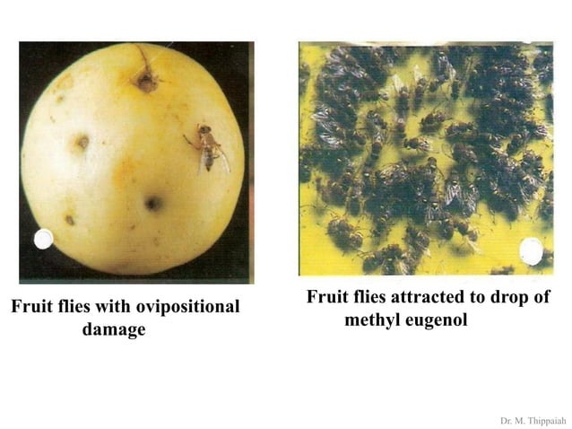 Insect pests of guava and control | PDF