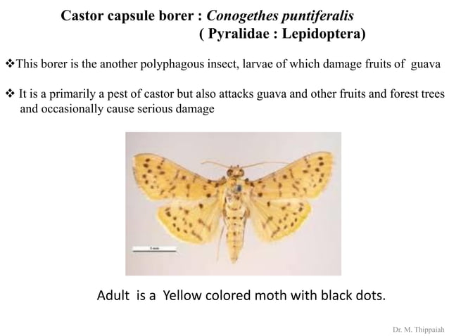 Insect pests of guava and control | PDF