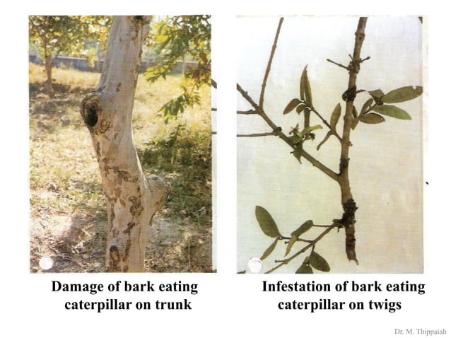 Insect pests of guava and control | PDF