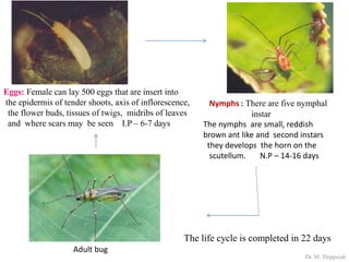 Insect pests of guava and control | PDF