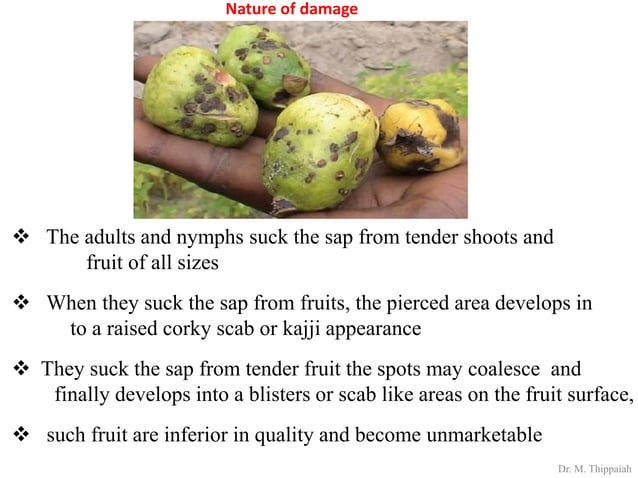 Insect pests of guava and control | PDF