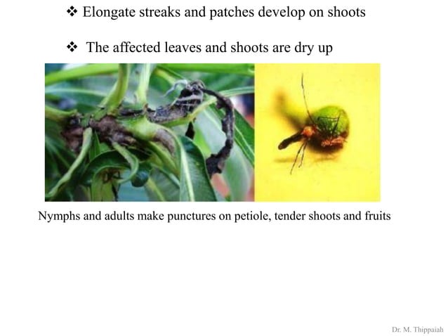 Insect pests of guava and control | PDF