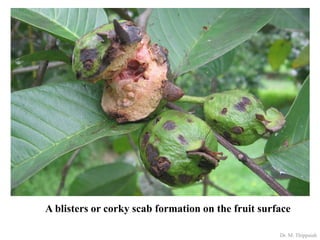 Insect pests of guava and control | PDF