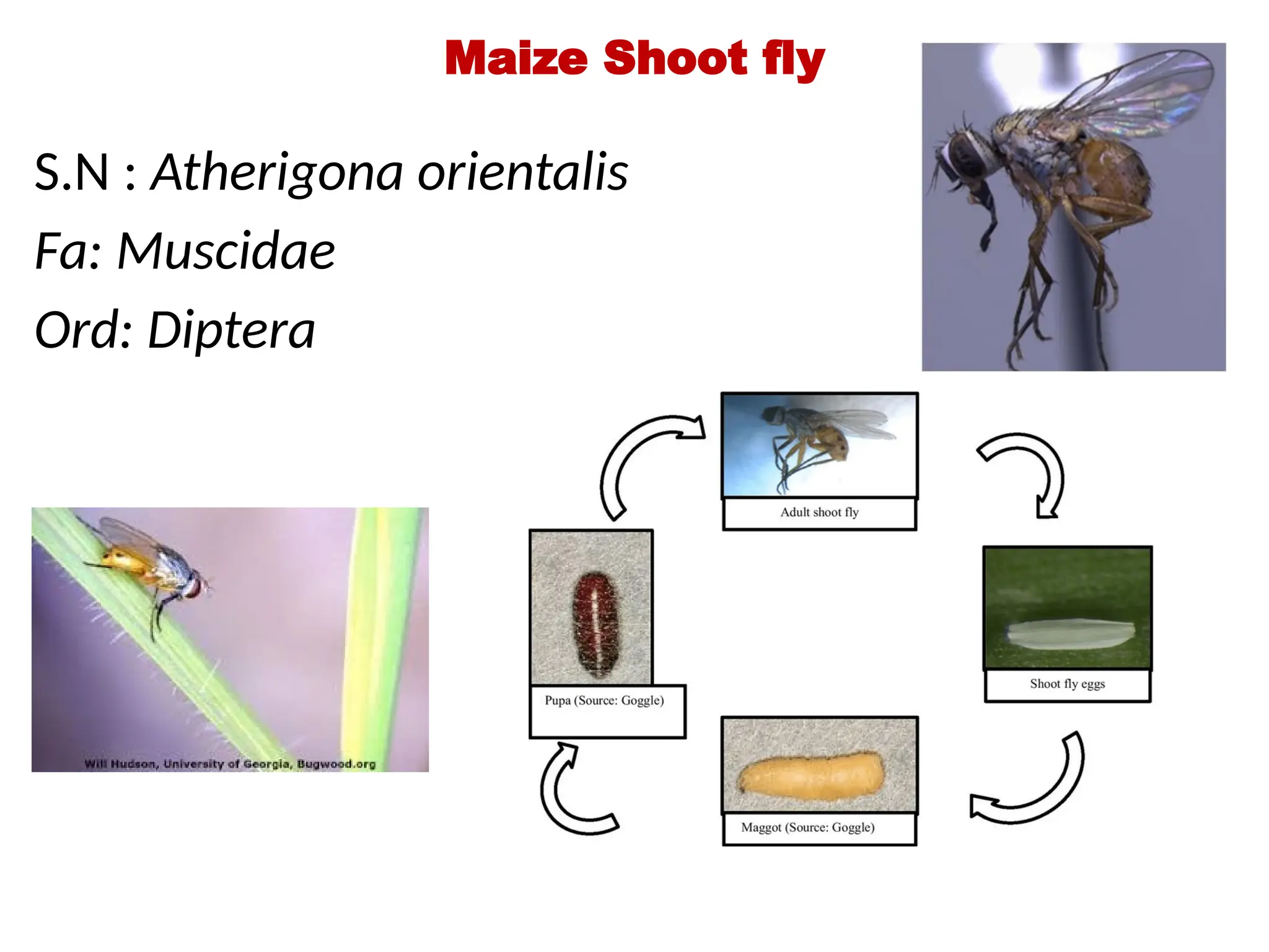Insect Pests of Maize.pptx Their management | PPTX