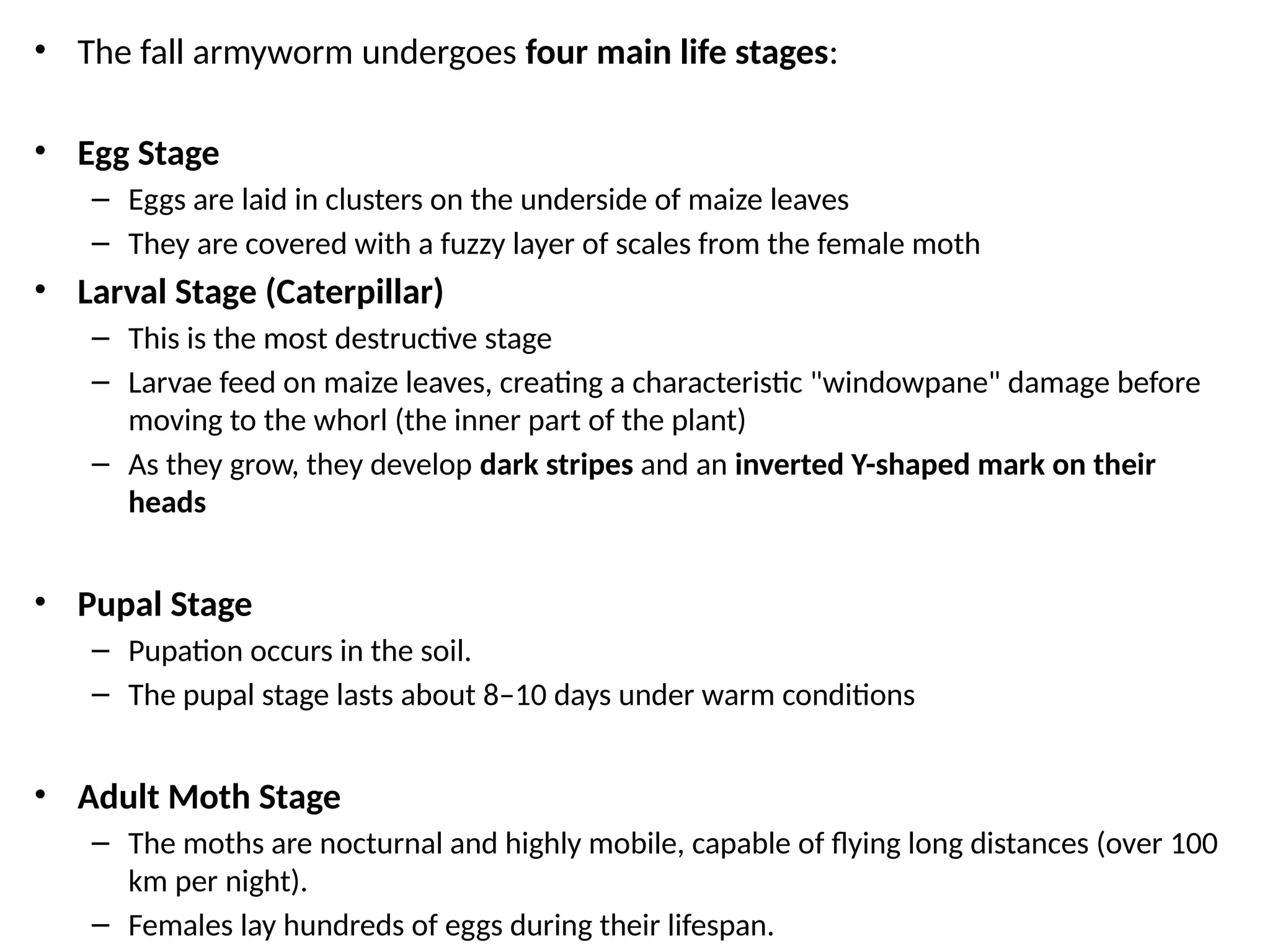 Insect Pests of Maize.pptx Their management | PPTX