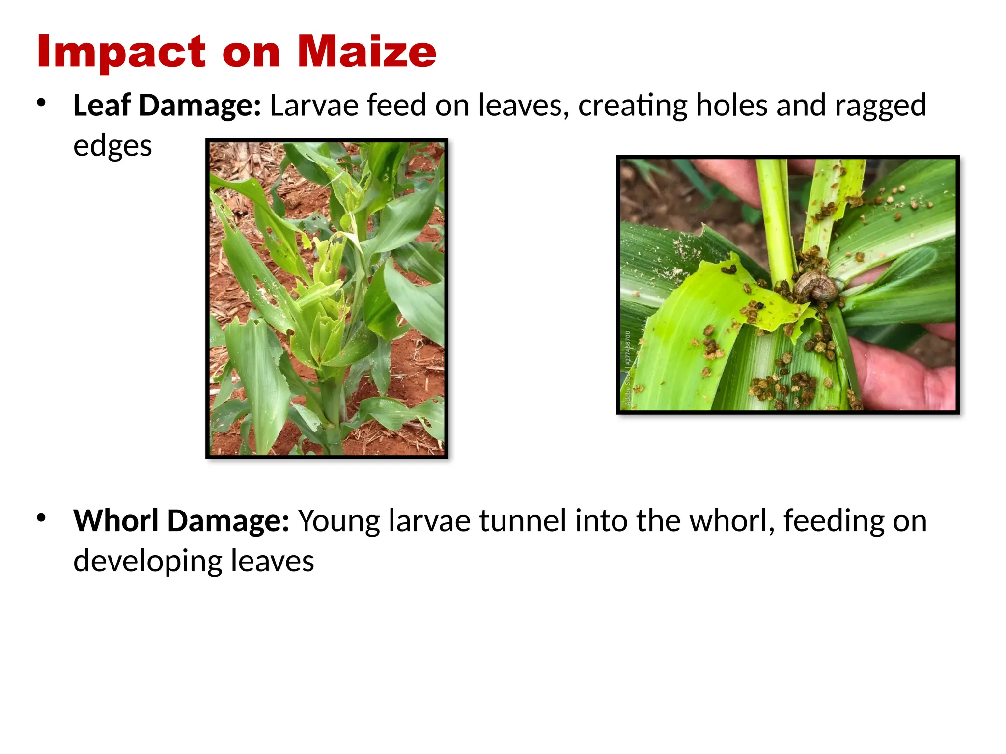 Insect Pests of Maize.pptx Their management | PPTX